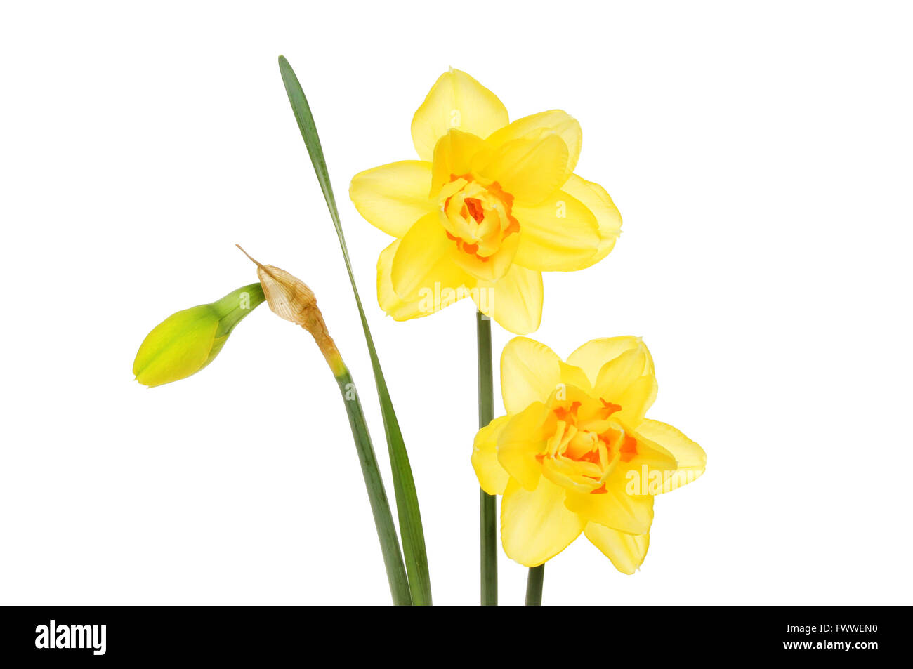 Two double yellow Daffodil flowers with a leaf and bud isolated against ...