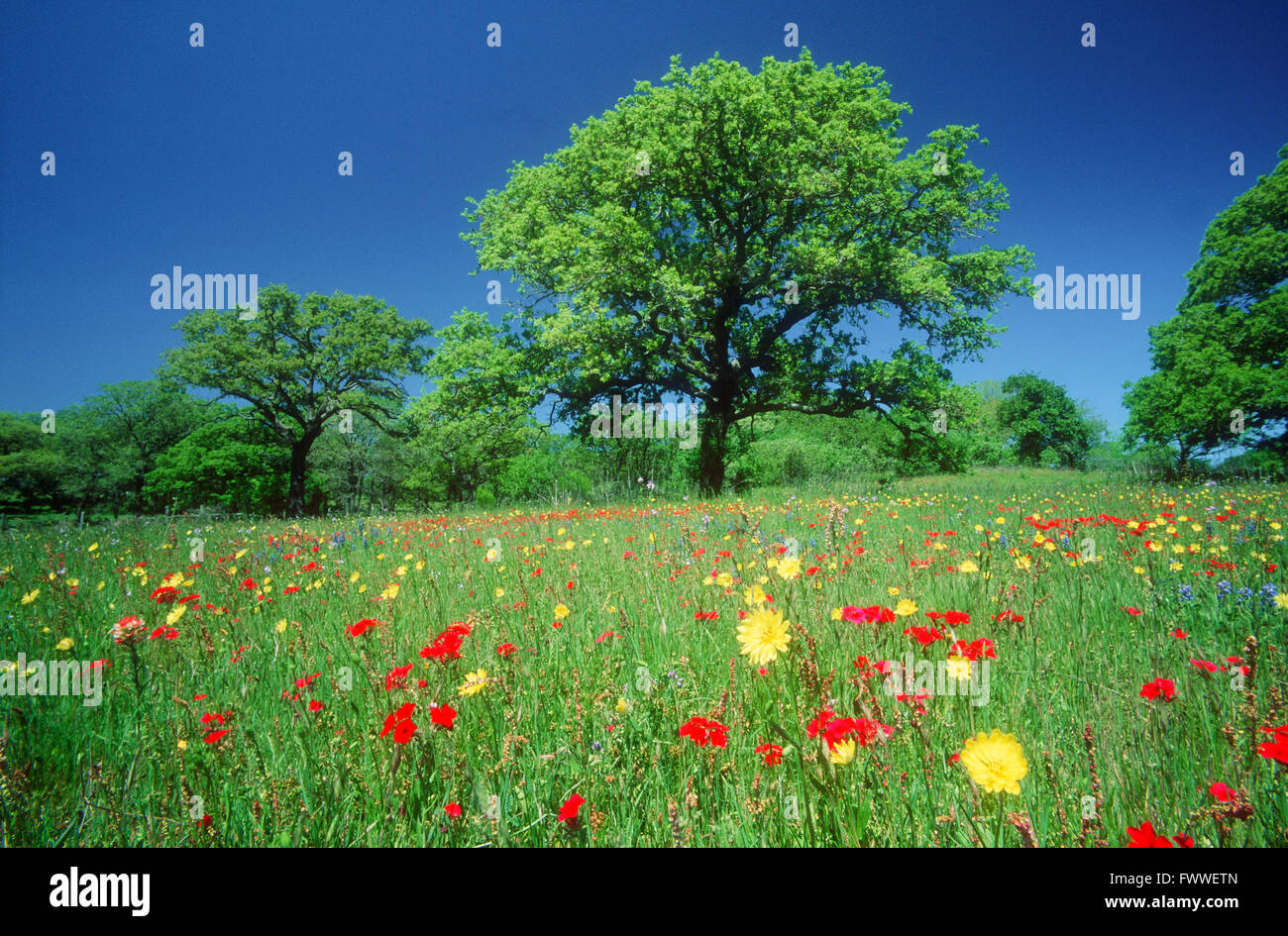 Wildflowers and Oak Tree in a Field, Fredericksburg, Texas, Usa Stock ...