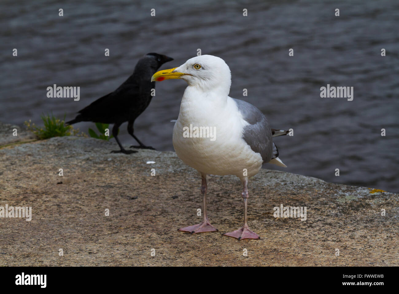Birds in the Harbour of husum Stock Photo - Alamy