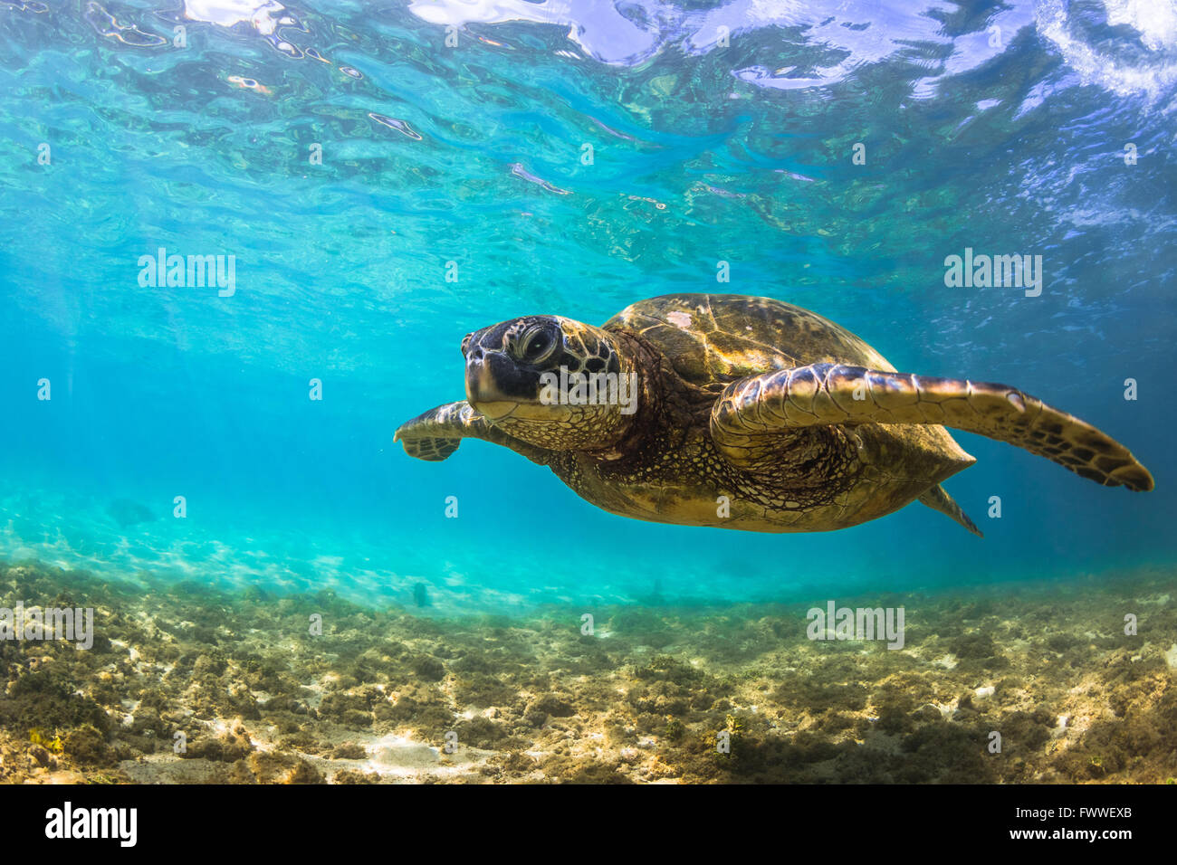 Ocean sea turtle hi-res stock photography and images - Alamy