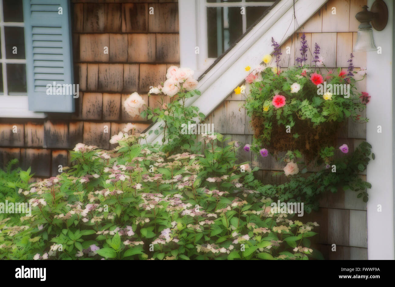 Roses alongside a Clapboard House, Cape Cod, Massachusetts, U.S.A Stock ...