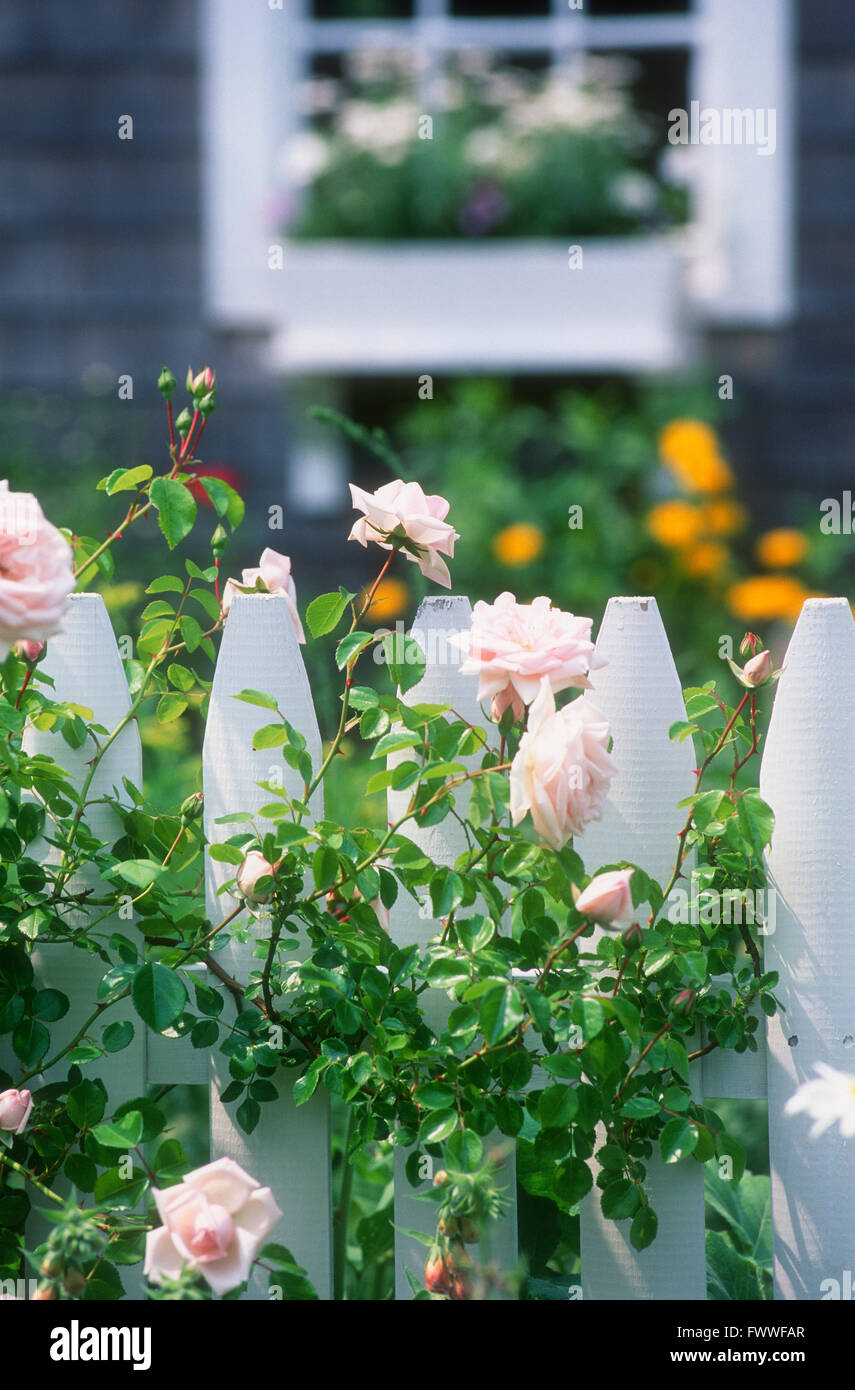 White Picket Fence Covered in Roses, Cape Cod, Massachusetts, U.S.A ...