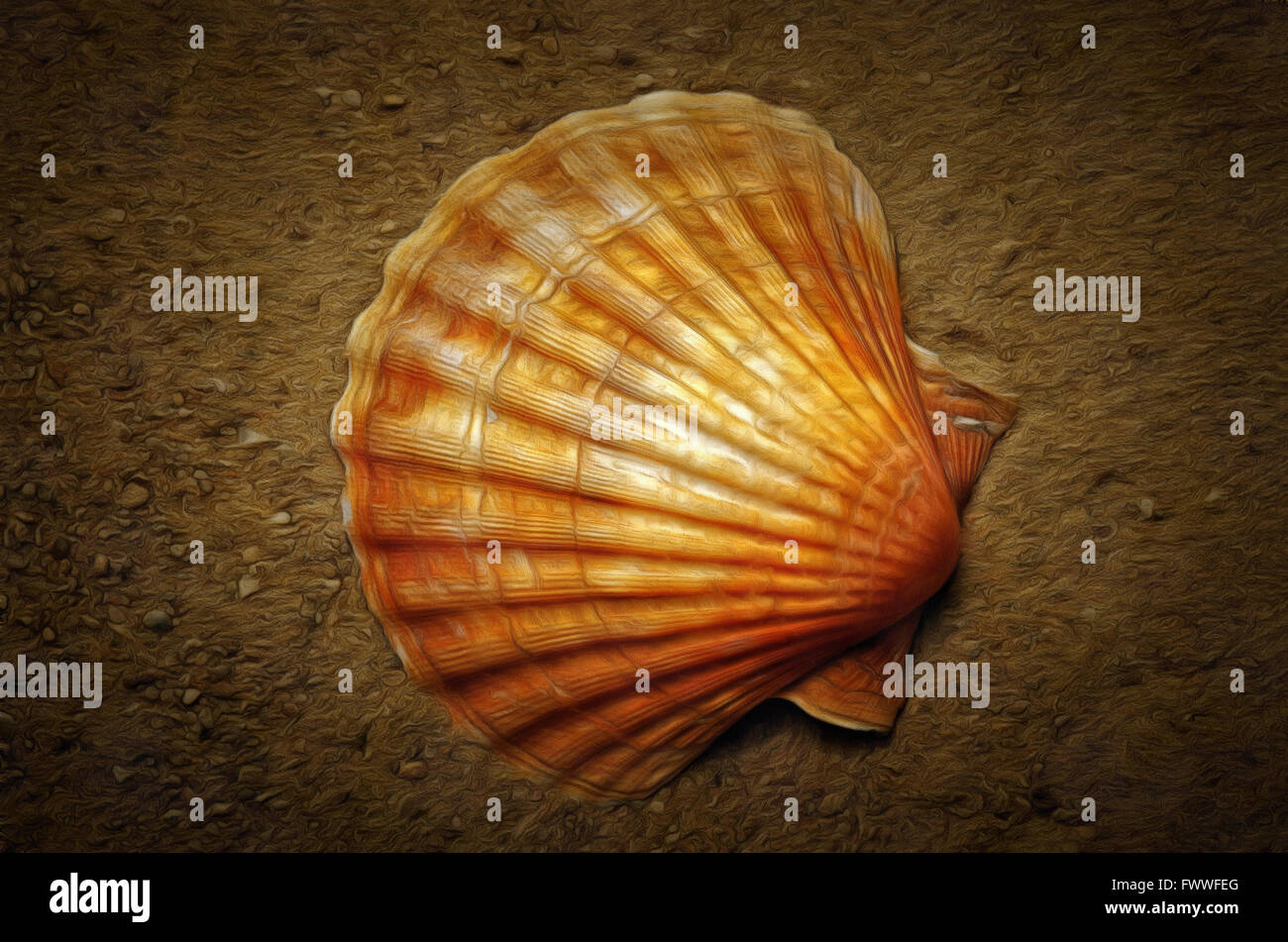 Scallop on the sand Stock Photo - Alamy