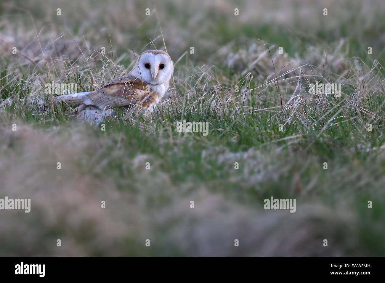Wild Barn Owl (Tyto alba) stood in field looking straight at you. Taken ...