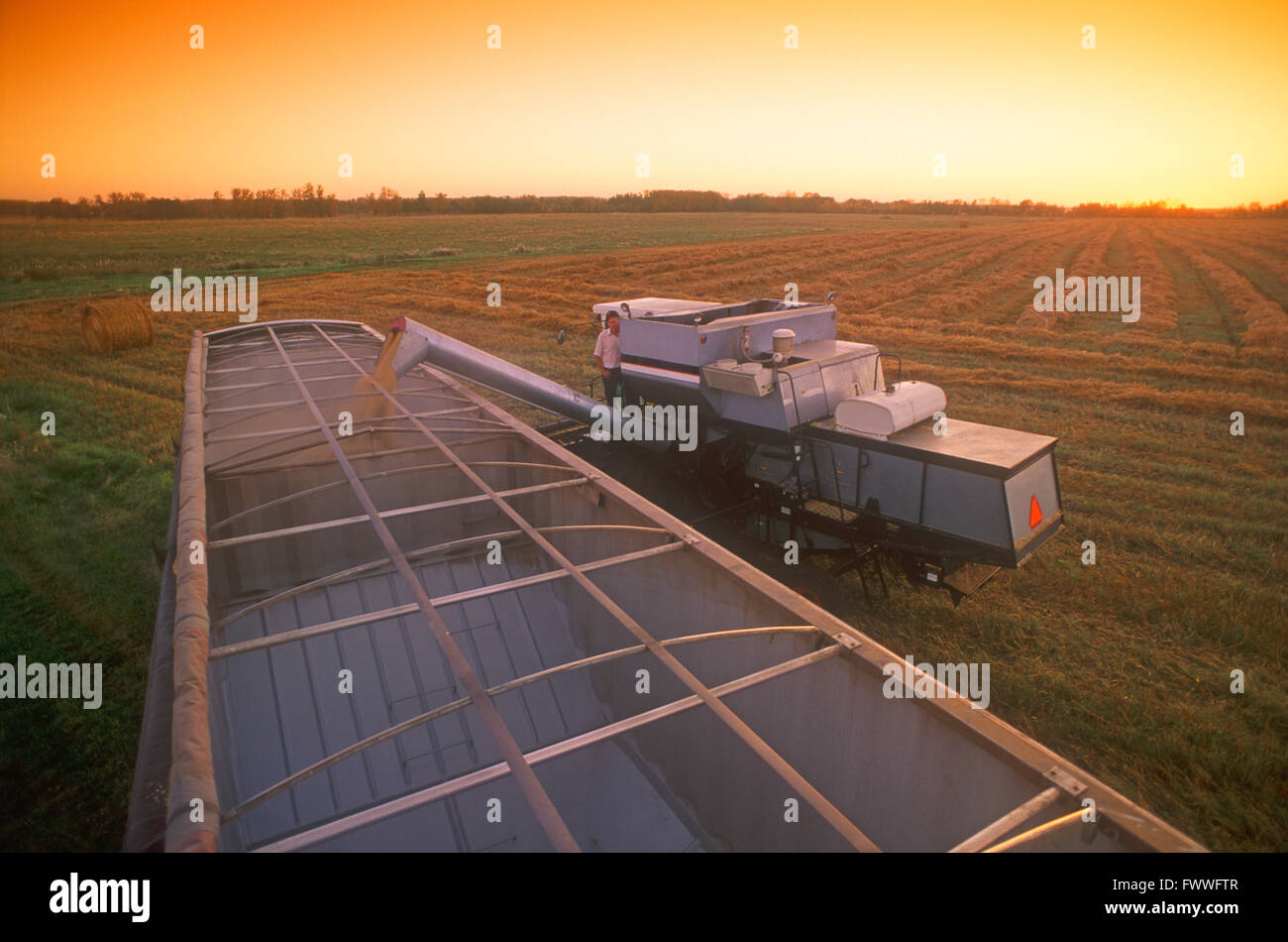 Farmer Unloading Grain from a Combine into a Truck Stock Photo - Alamy