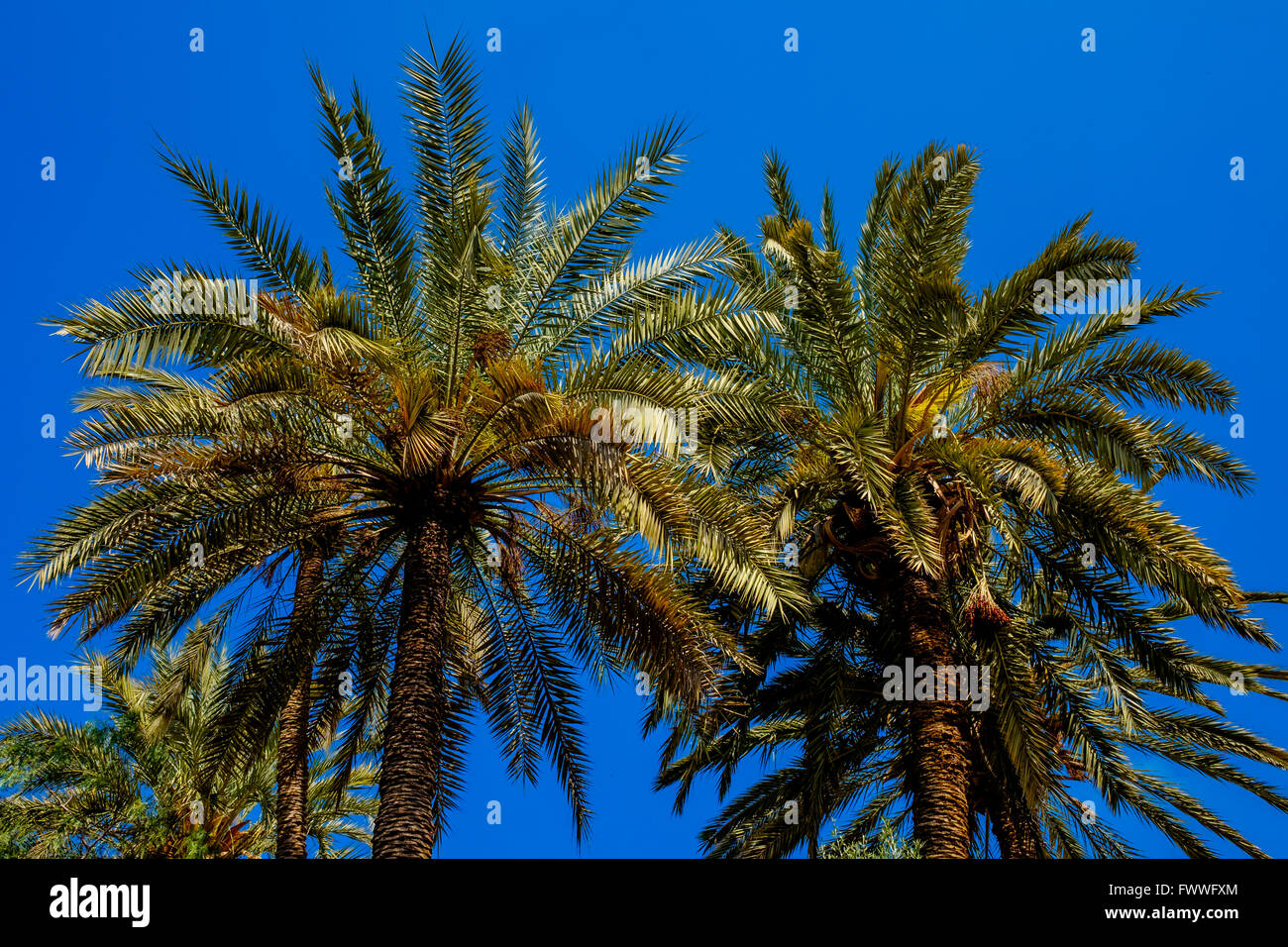 Palm trees in the gardens of the Bahia Palace in Marrakech, Morocco ...
