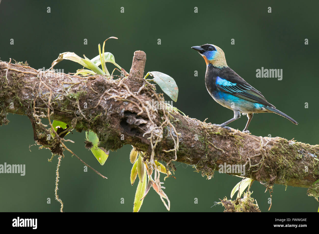 Golden-hooded Tanager (Tangara larvata) perched on a tree branch ...