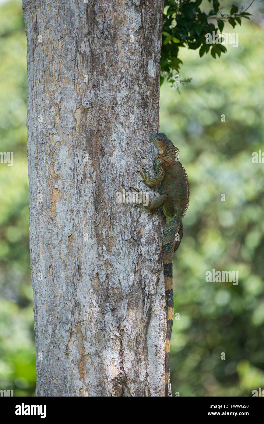 Green Iguana (Iguana iguana) climbing on a tree trunk, Limón Province ...