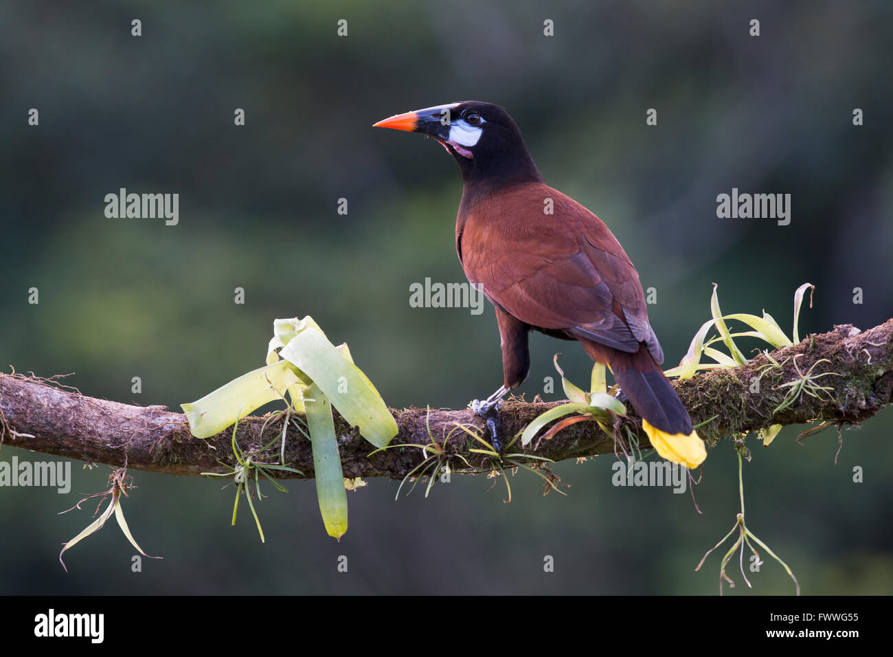 Montezuma oropendola hi-res stock photography and images - Alamy