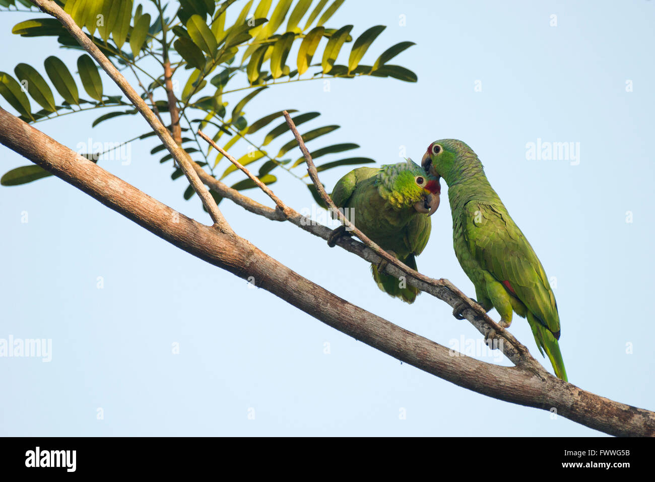 Red-lored Amazons (Amazona autumnalis) perched on a tree branch, pair ...
