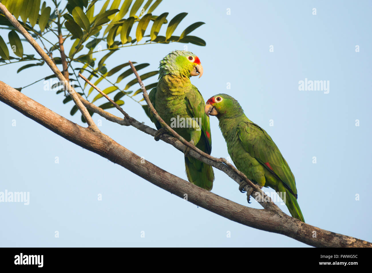 Red lored amazons hi-res stock photography and images - Alamy