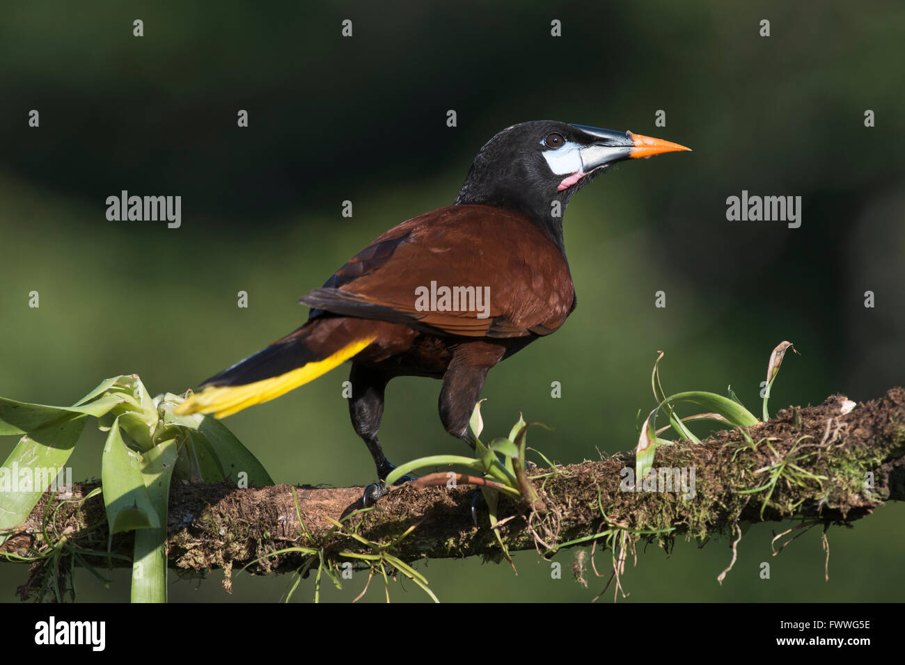 Montezuma oropendola hi-res stock photography and images - Alamy