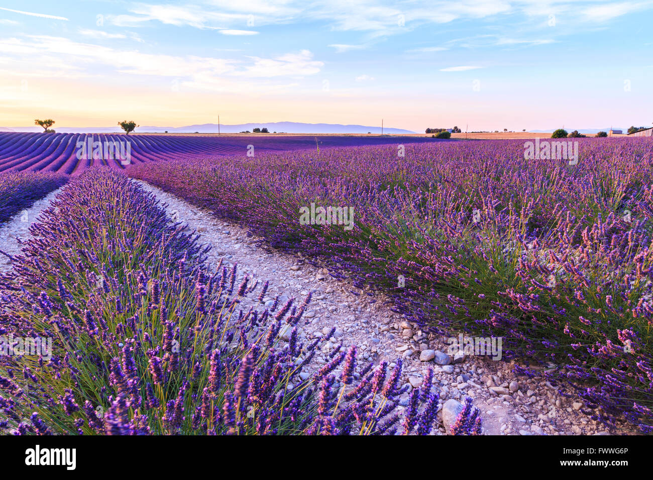 Lavender field summer landscape near Valensole.Provence,France Stock Photo - Alamy