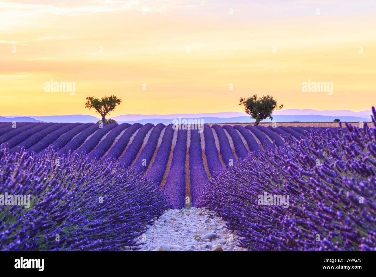 Beautiful sunset lavender field summer landscape near Valensole.Provence,France Stock Photo - Alamy