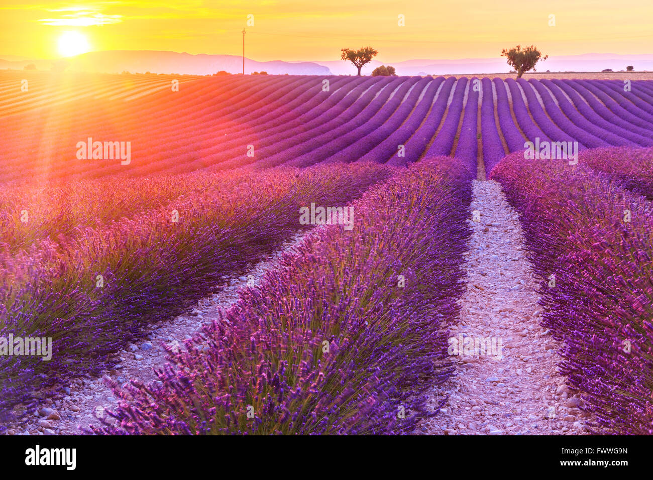 Beautiful sunset lavender field summer landscape near Valensole.Provence,France Stock Photo - Alamy