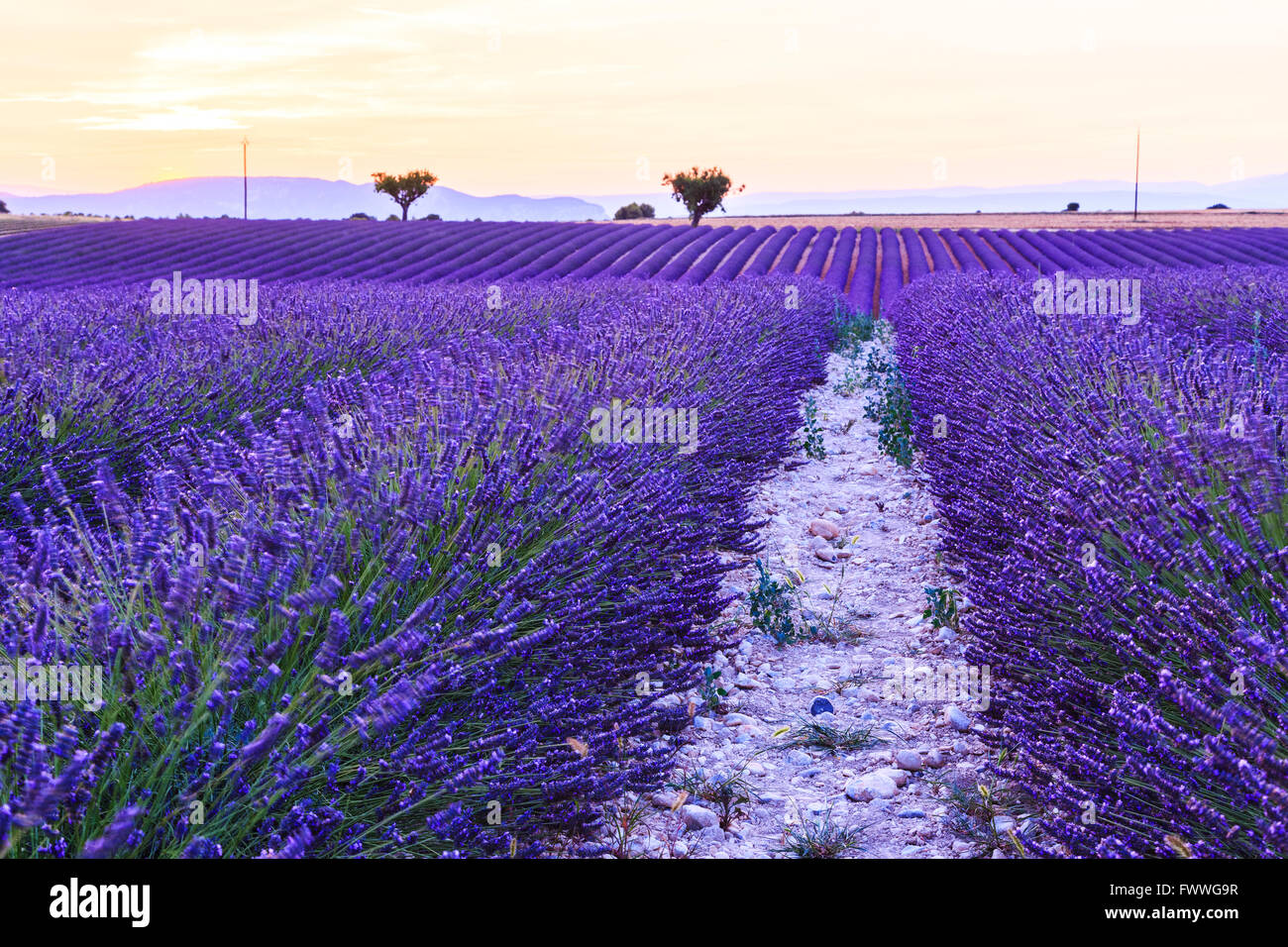 Lavender field summer sunset landscape with two tree near Valensole.Provence,France Stock Photo ...