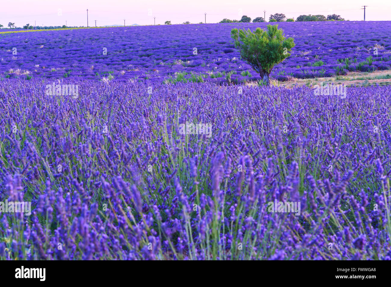 Lavender field summer landscape near Valensole.Provence,France Stock Photo - Alamy