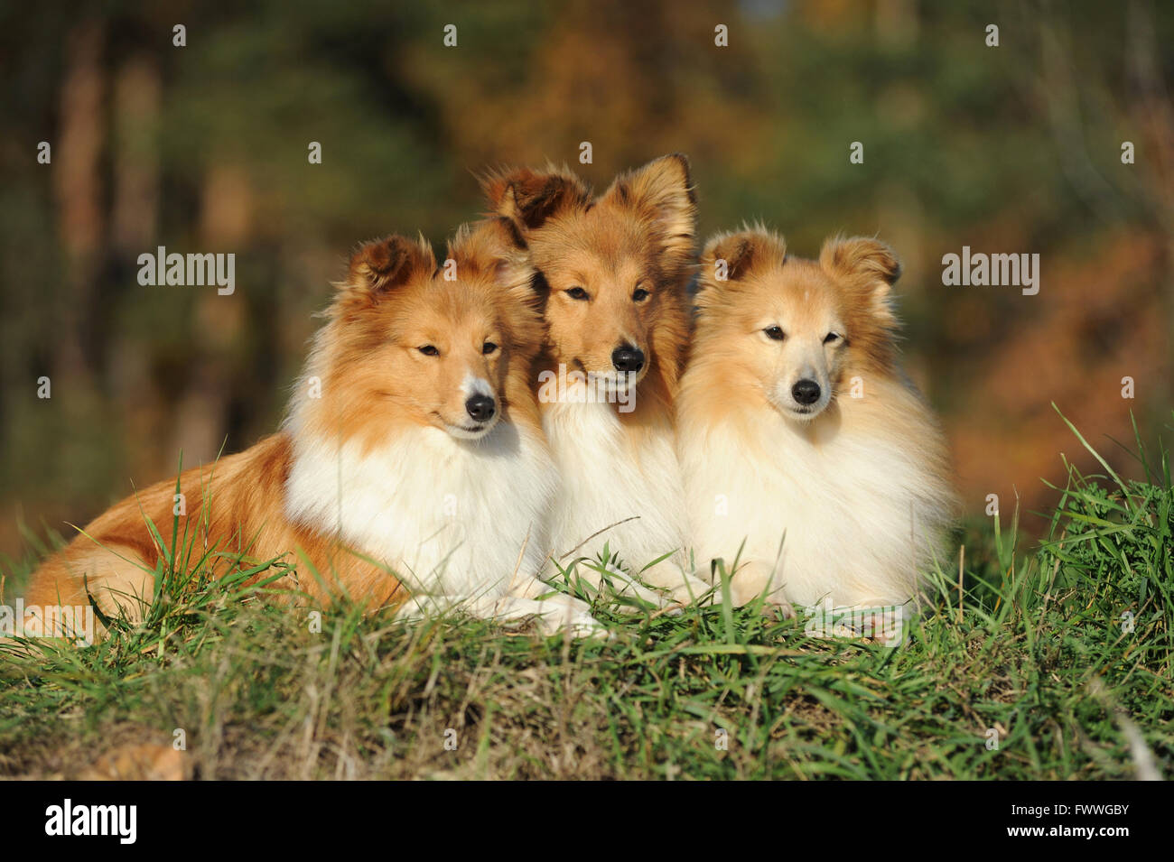 Three Shetland Sheepdogs or Shelties, sable Stock Photo - Alamy