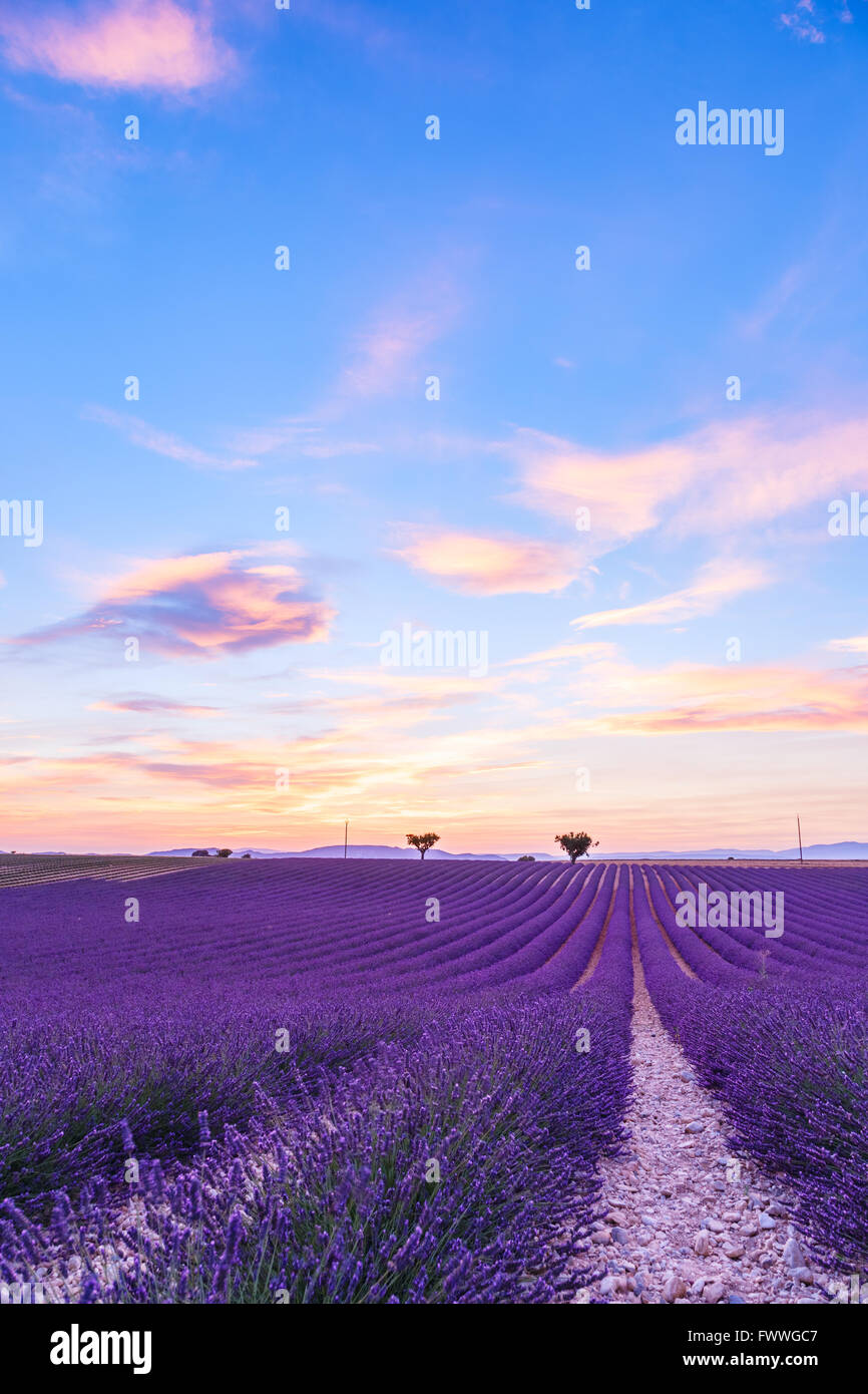 Lavender field summer landscape near Valensole.Provence,France Stock Photo - Alamy