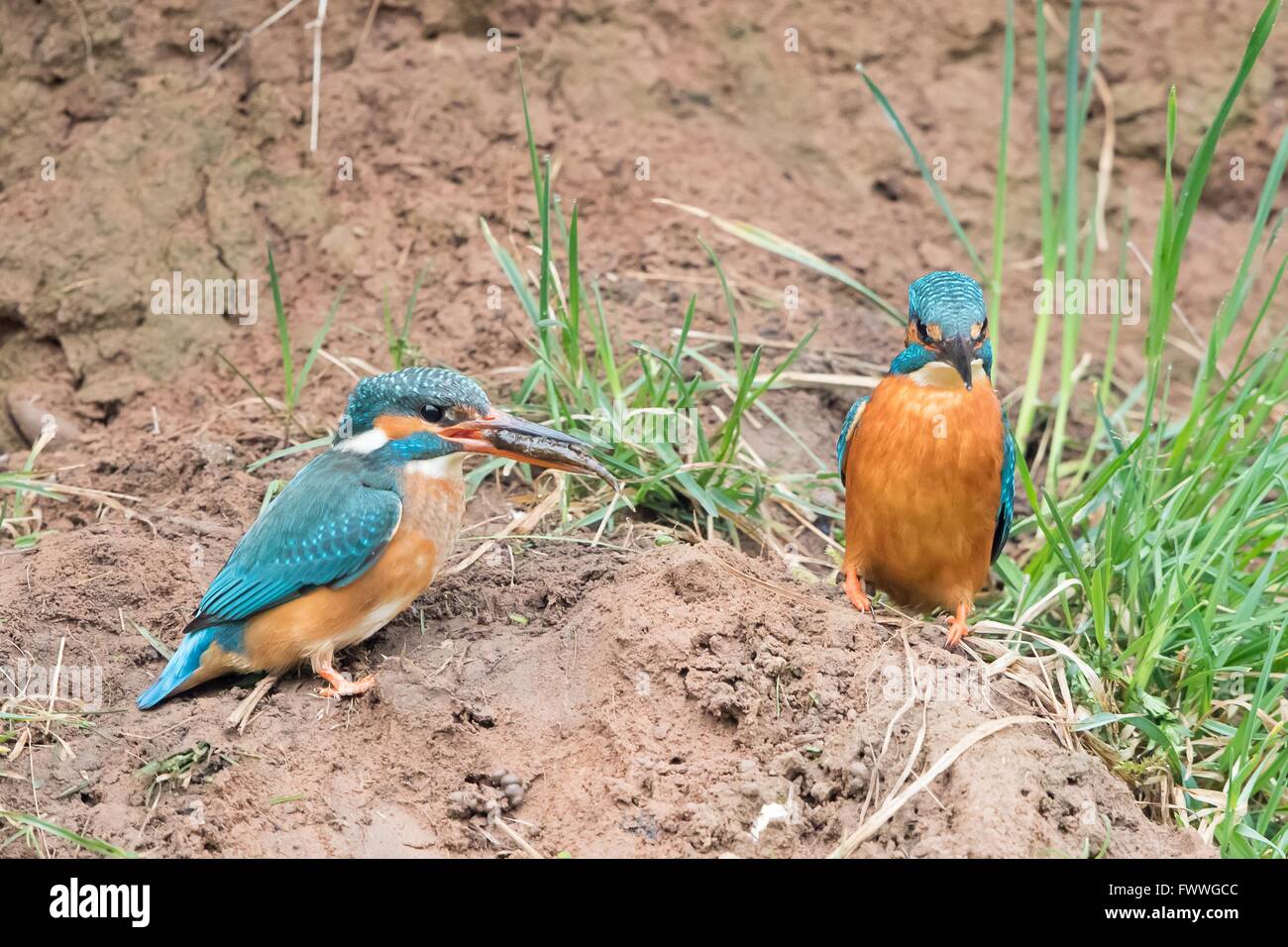 Kingfishers (Alcedo atthis) mate-feeding, the male offers a fish to his ...