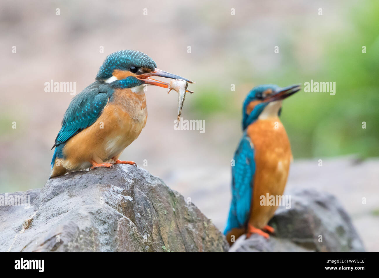 Kingfishers (Alcedo atthis), mate-feeding, Hesse, Germany Stock Photo ...