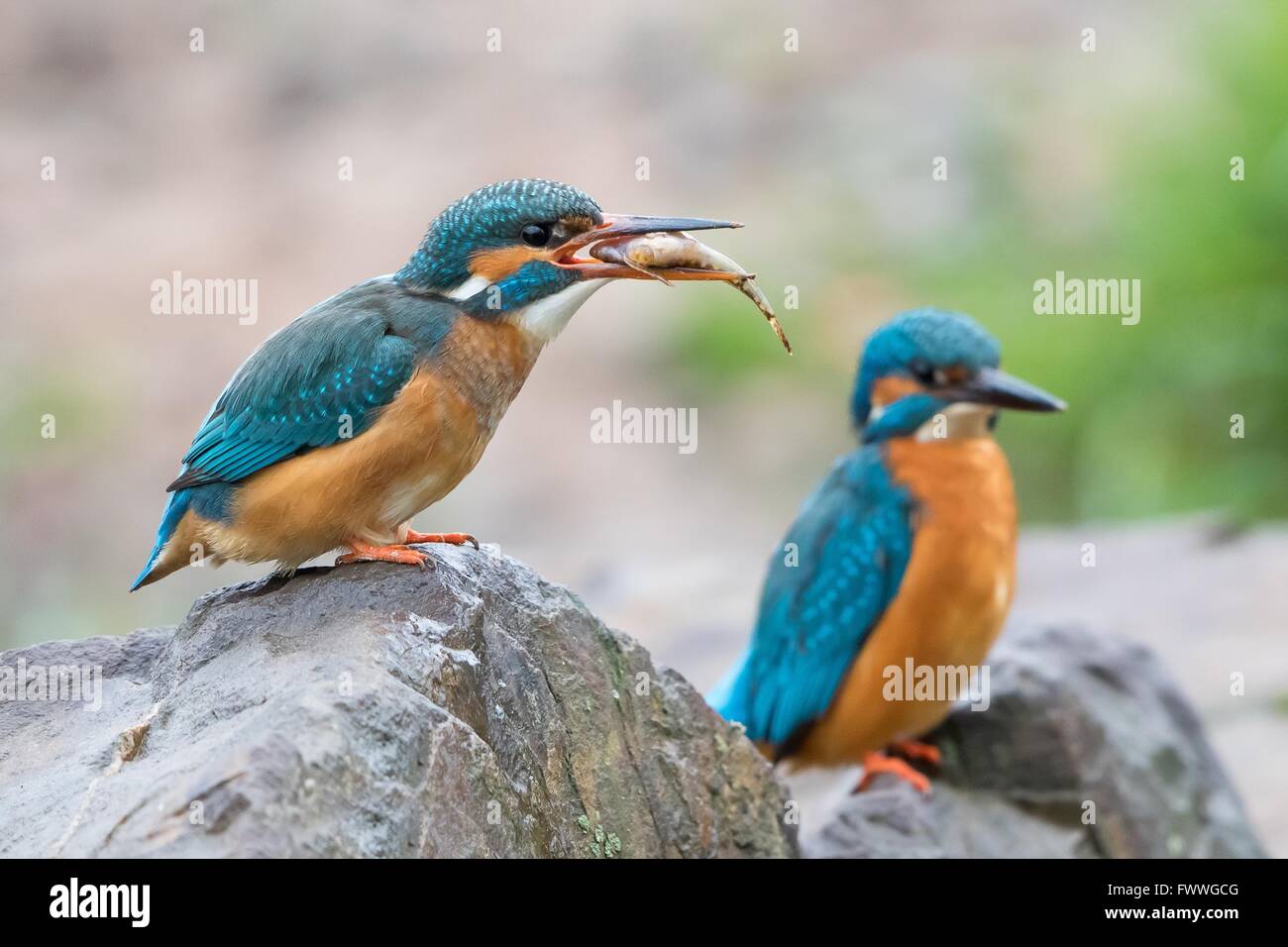 Kingfishers (Alcedo atthis), mate-feeding, Hesse, Germany Stock Photo ...