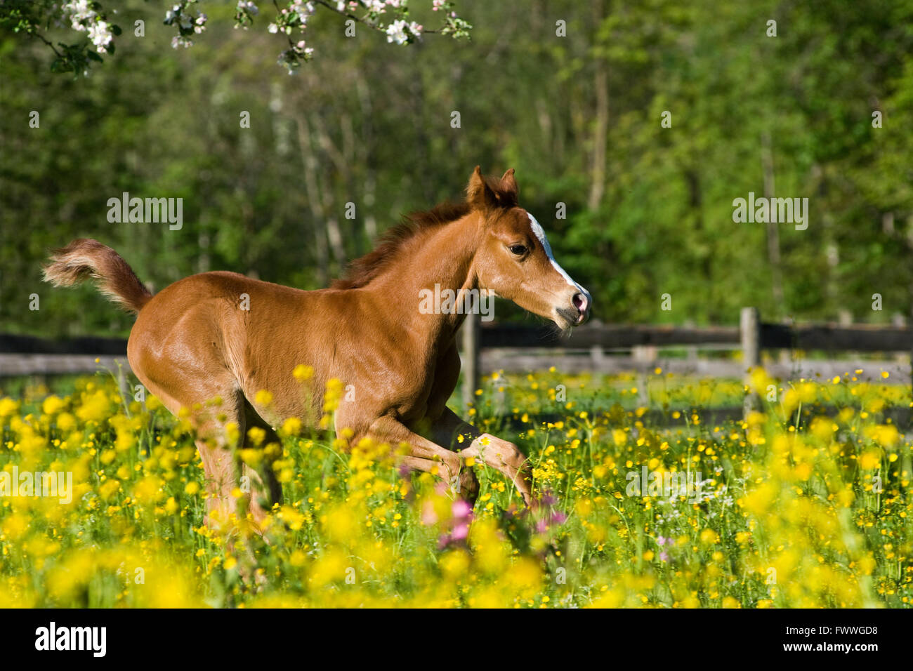 Arabian foal arabian hi-res stock photography and images - Alamy