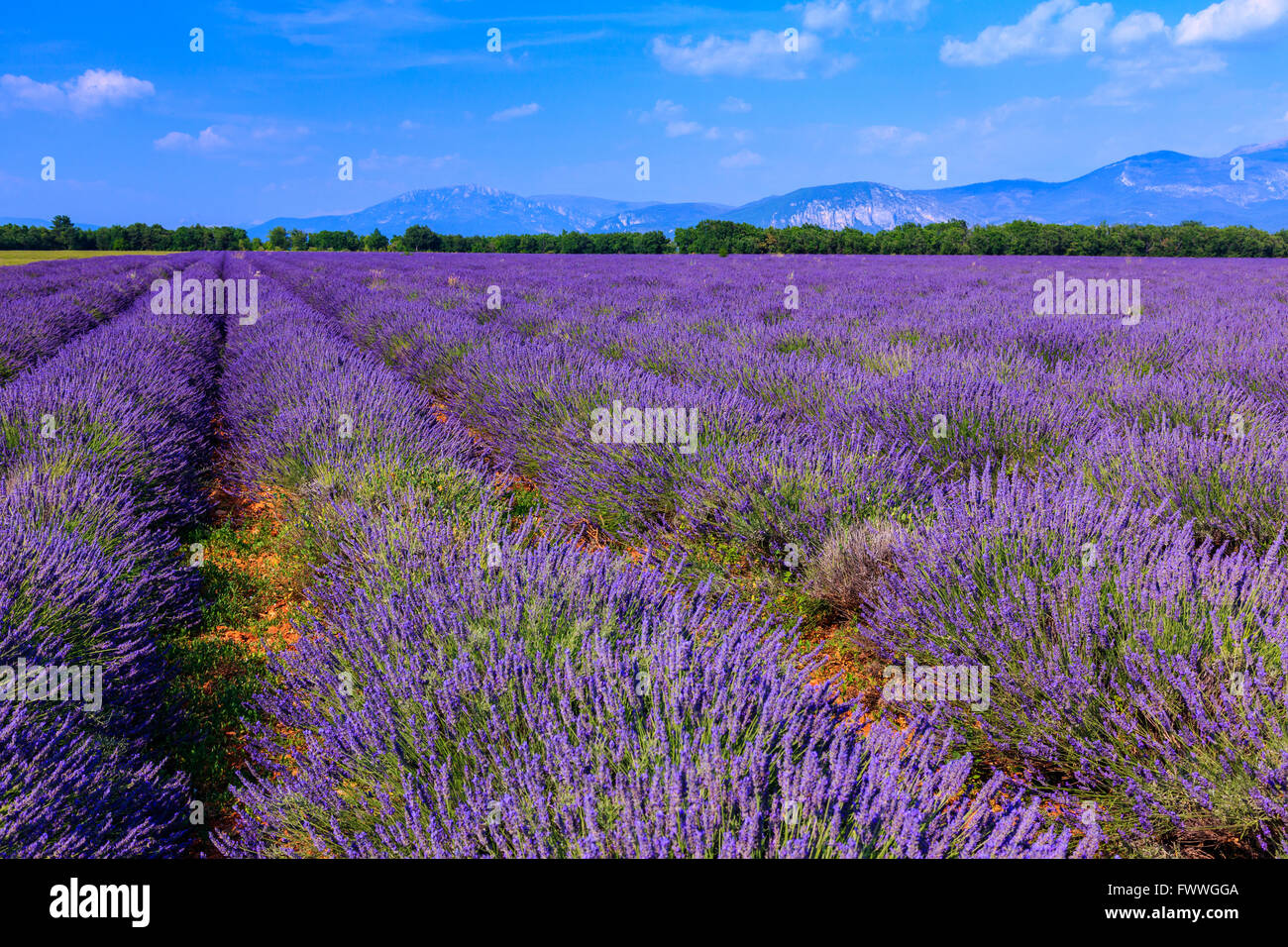Lavender field summer landscape near Valensole.Provence,France Stock Photo - Alamy