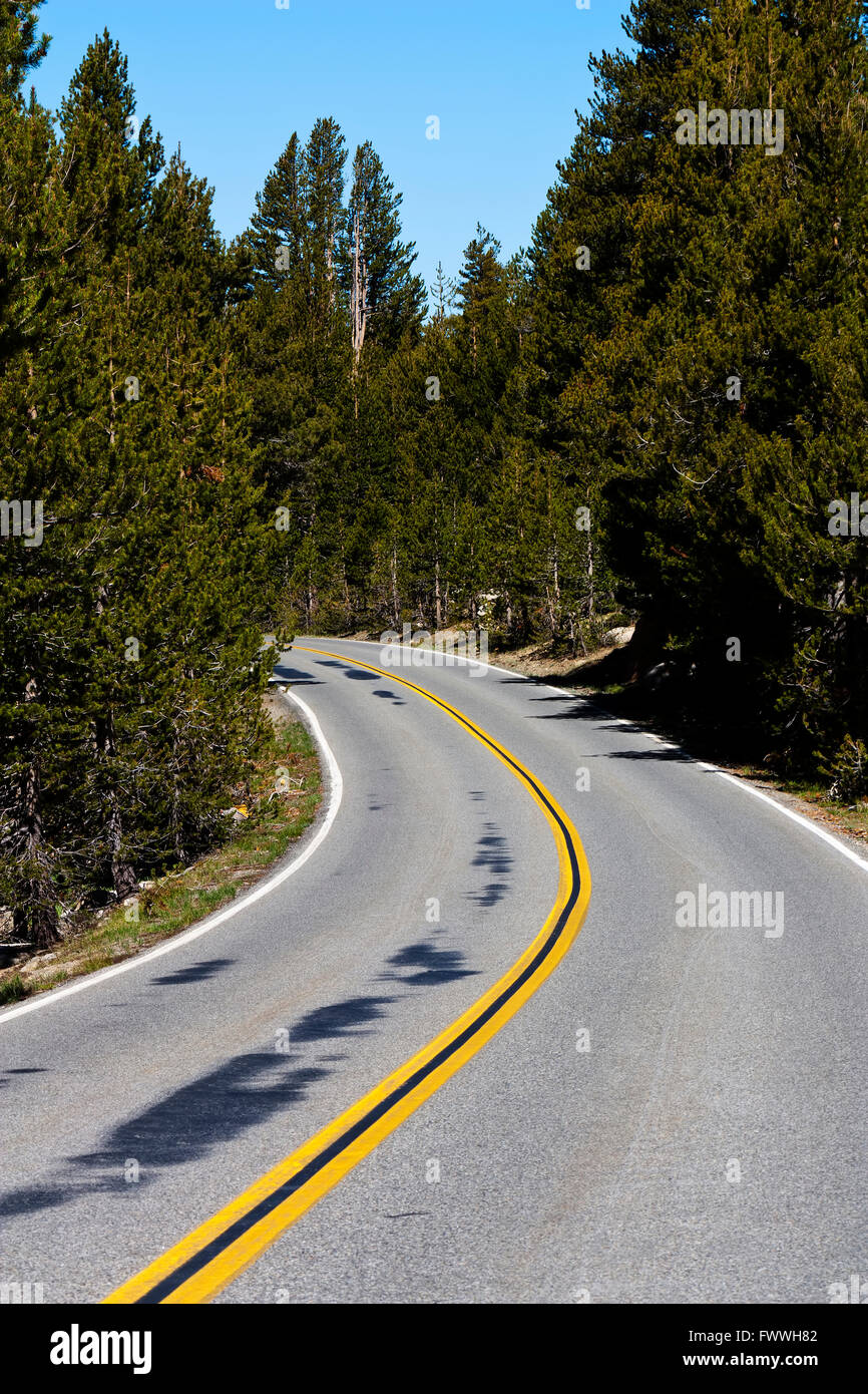 Curve in Two Lane Road Through Pine Trees Stock Photo - Alamy