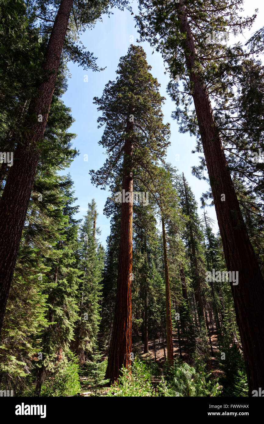 Redwood tree hi-res stock photography and images - Alamy