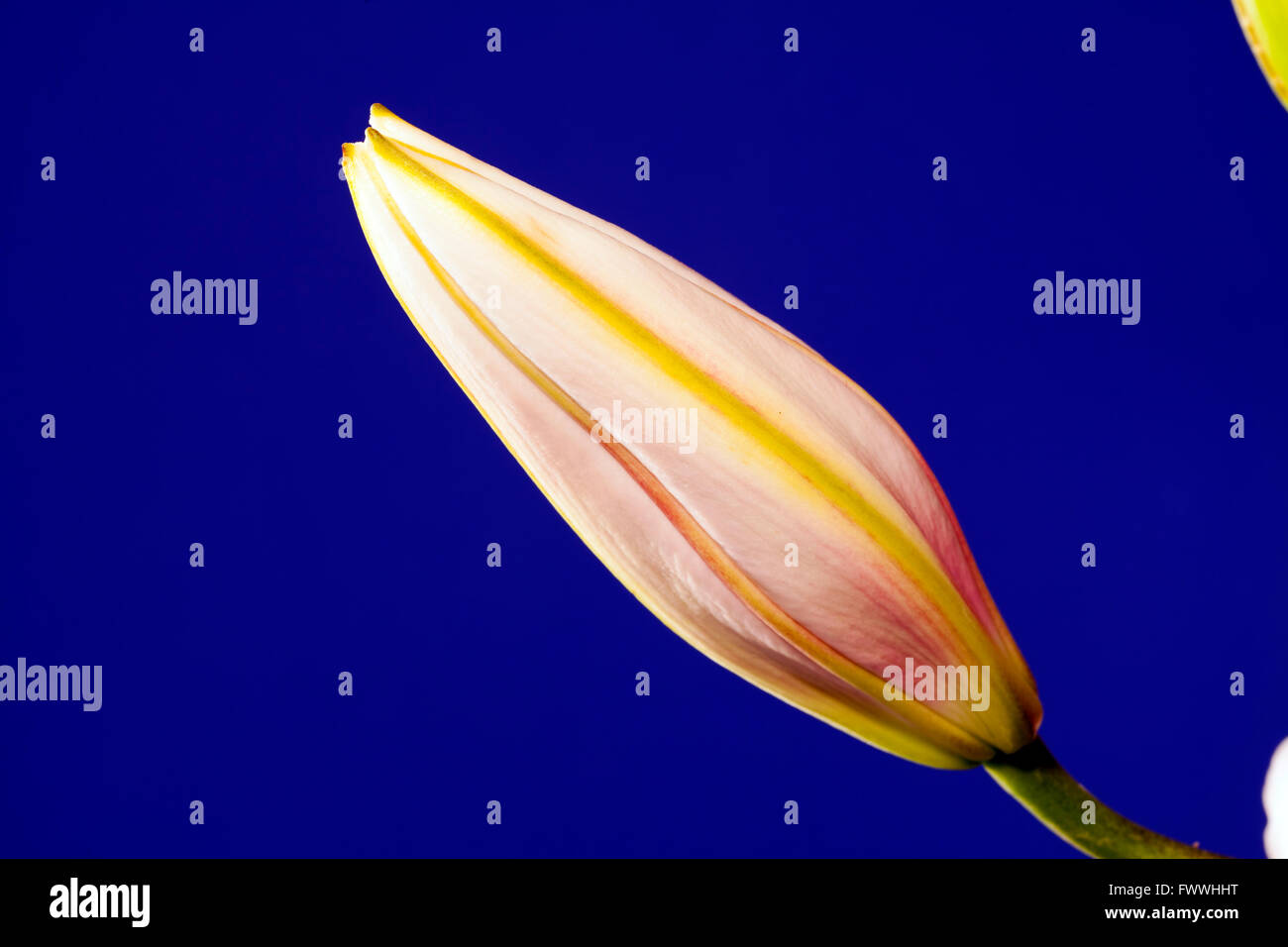 Red flower pod hi-res stock photography and images - Alamy