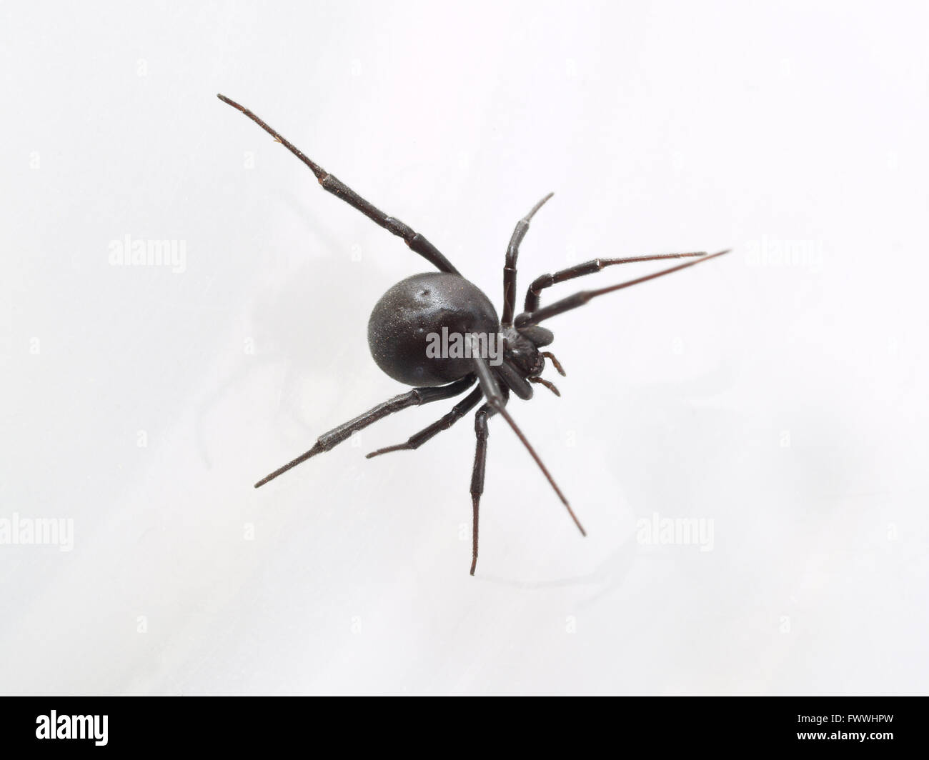 Black Widow Spider from Above, Closeup Stock Photo - Alamy