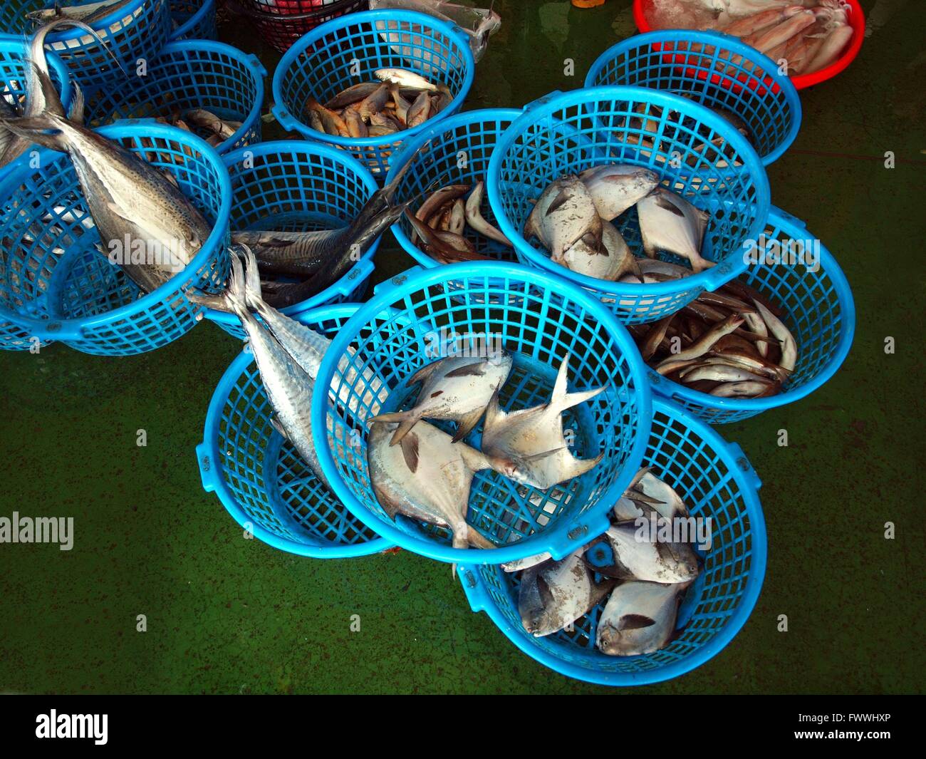 Baskets with the daily catch at a fish auction in Taiwan Stock Photo ...
