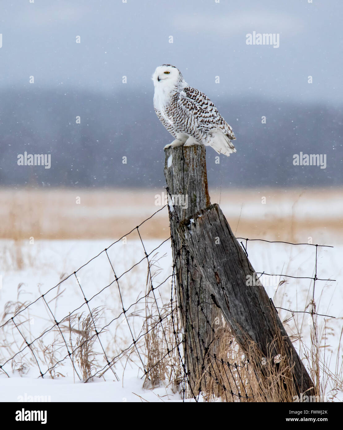 Snowy Owl sitting on a fence post Stock Photo - Alamy