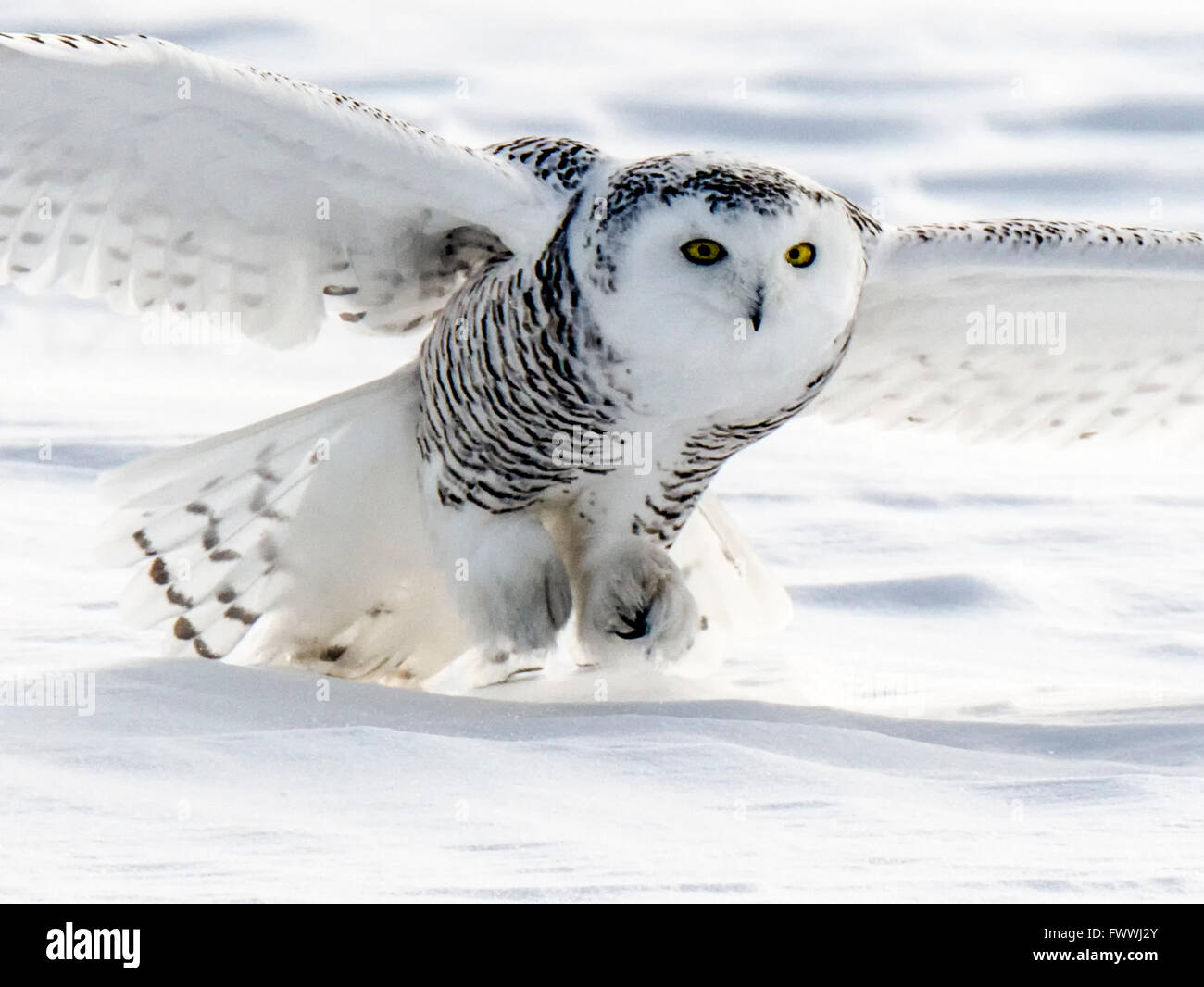 Fierce cold High Resolution Stock Photography and Images - Alamy