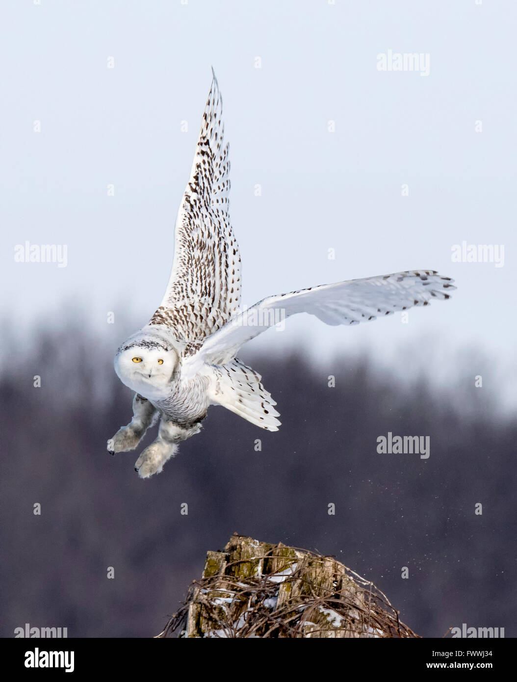 Snowy Owl taking off from tree stump Stock Photo - Alamy