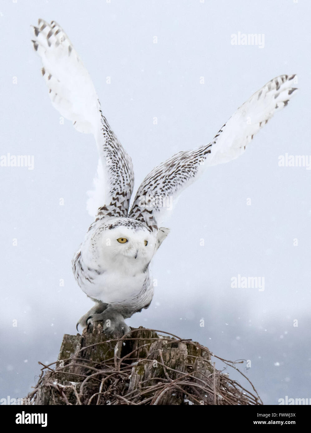 Snowy Owl taking off from tree stump Stock Photo - Alamy