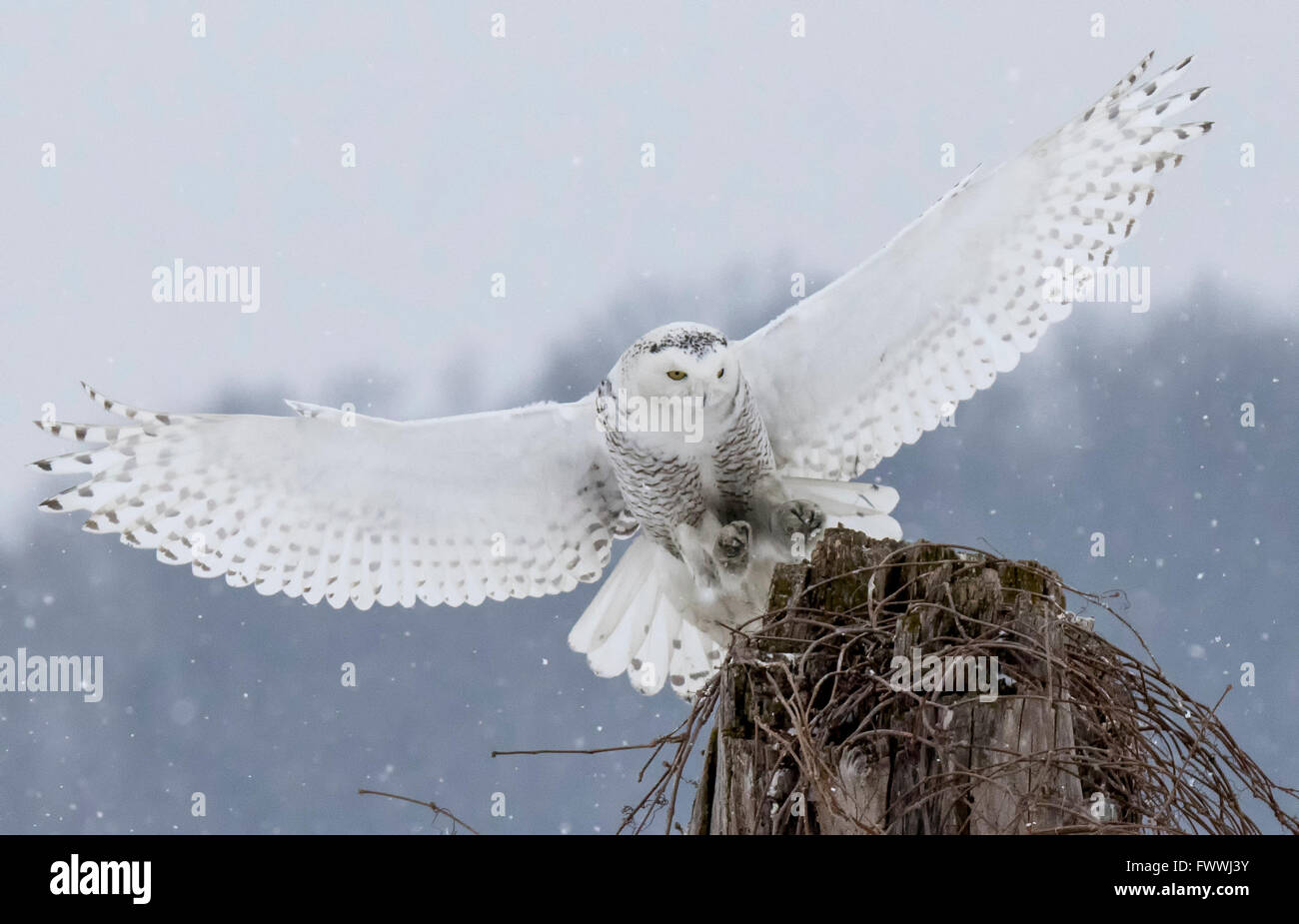 Snowy Owl taking off from tree stump Stock Photo - Alamy