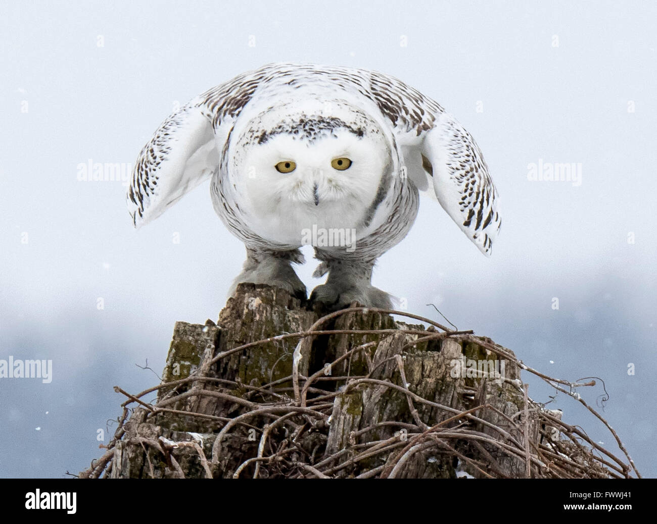 Snowy Owl taking off from tree stump Stock Photo - Alamy