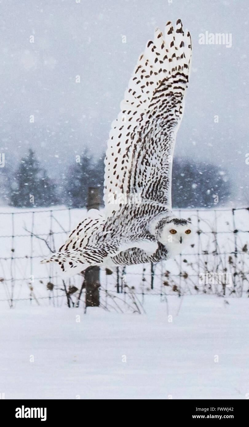 Snowy owl flying over winter field Stock Photo - Alamy