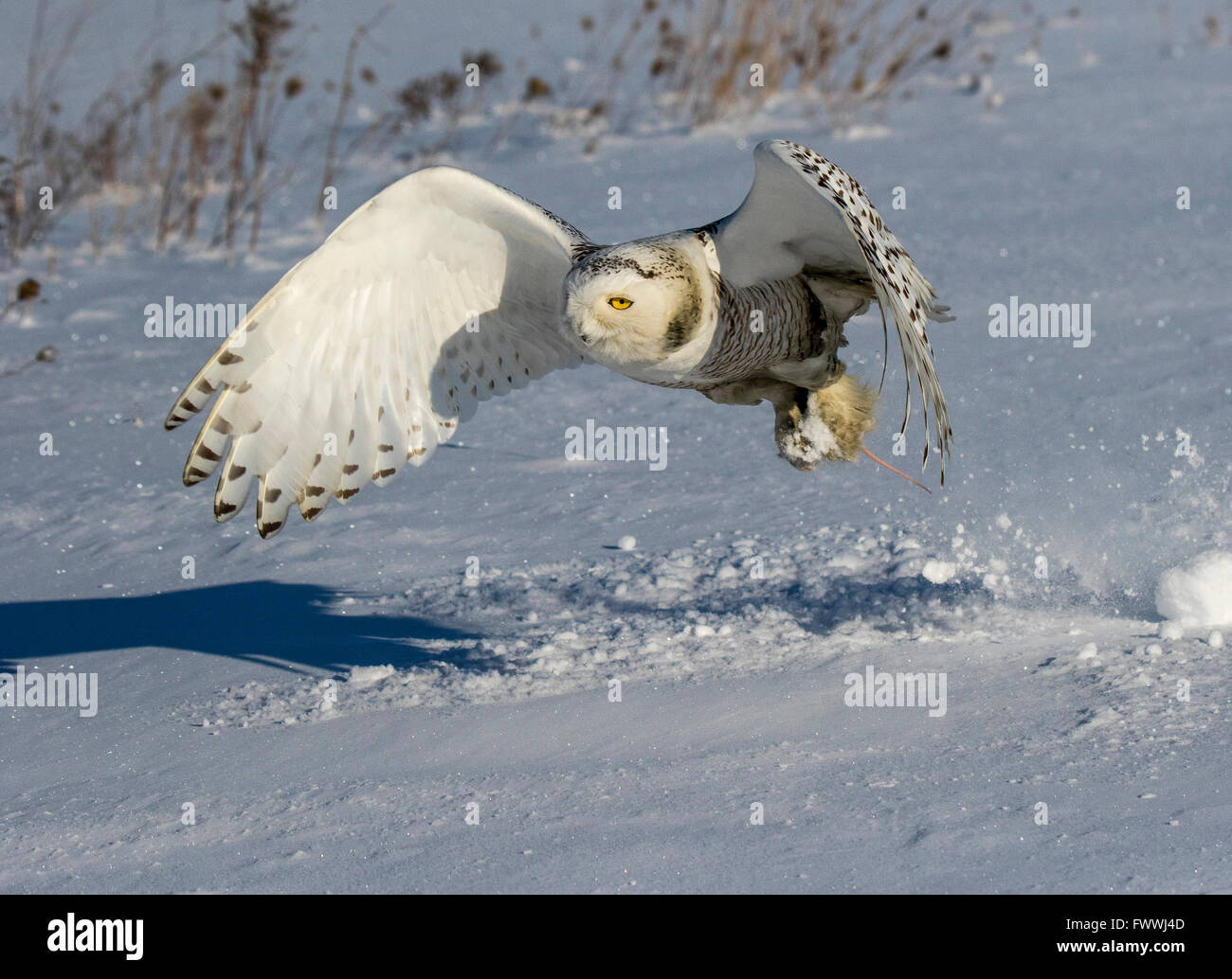 Snowy owl flying with mouse in talons Stock Photo - Alamy