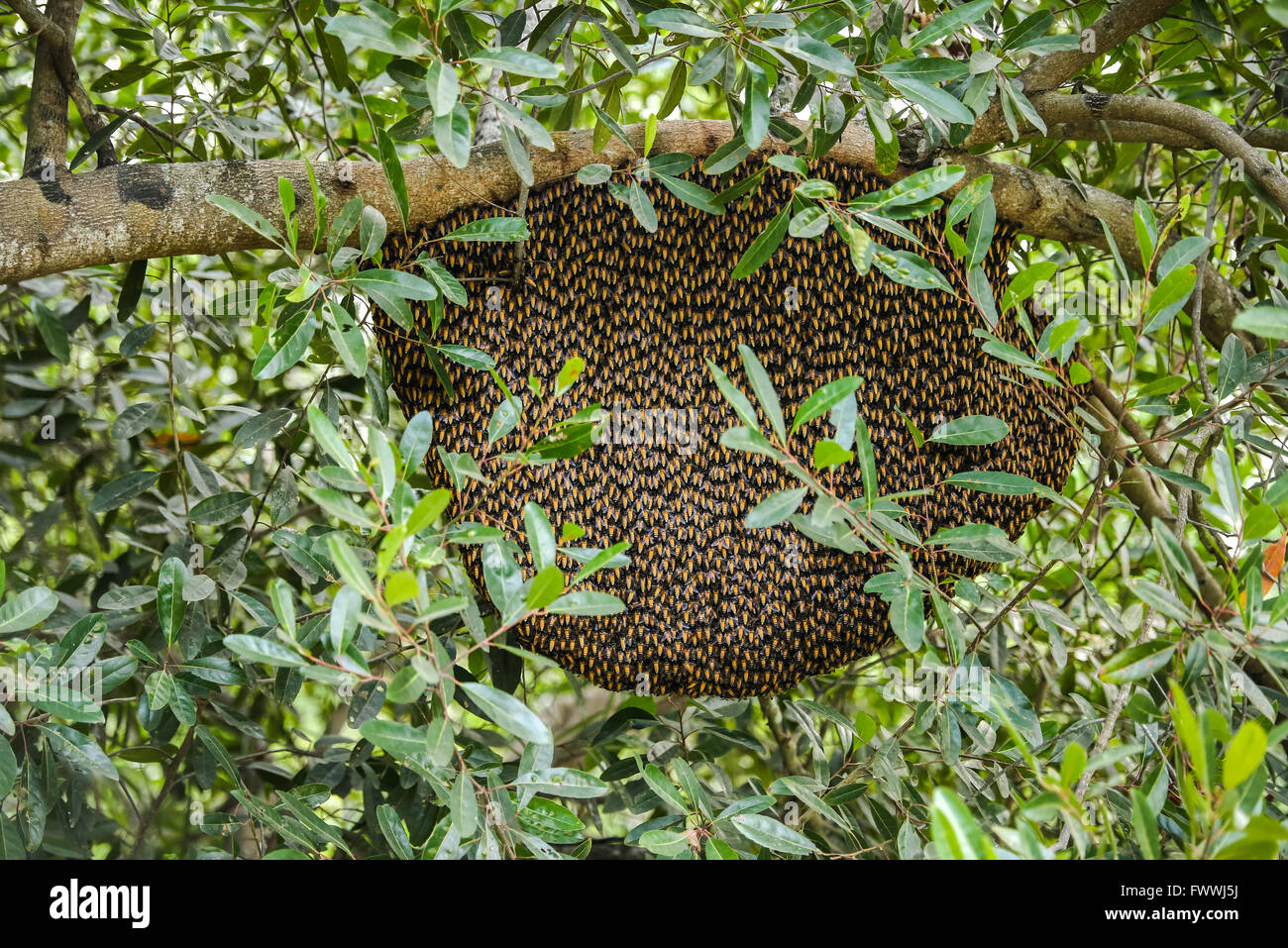 large honeycomb on the tree Stock Photo - Alamy