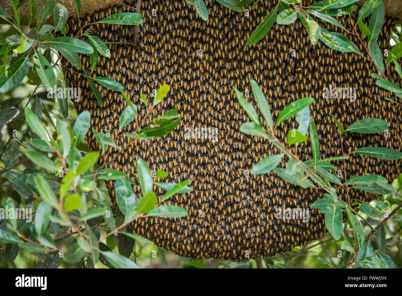 Honeycomb tree branch hi-res stock photography and images - Alamy