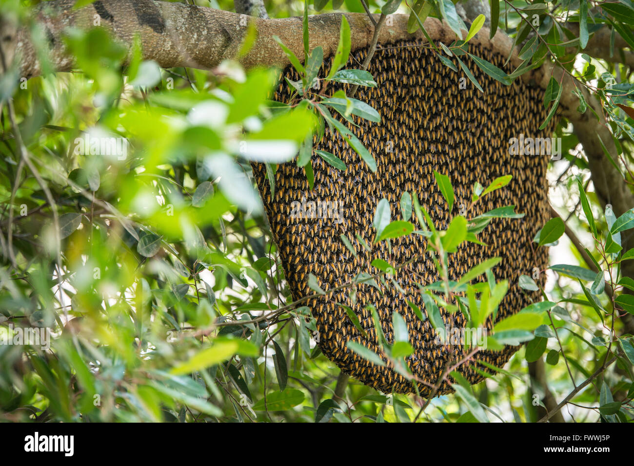 Honeycomb tree branch hi-res stock photography and images - Alamy