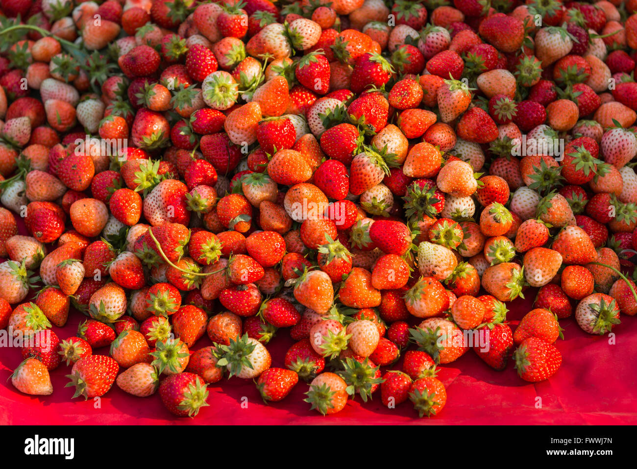 Lots of fresh strawberry for sale Stock Photo - Alamy