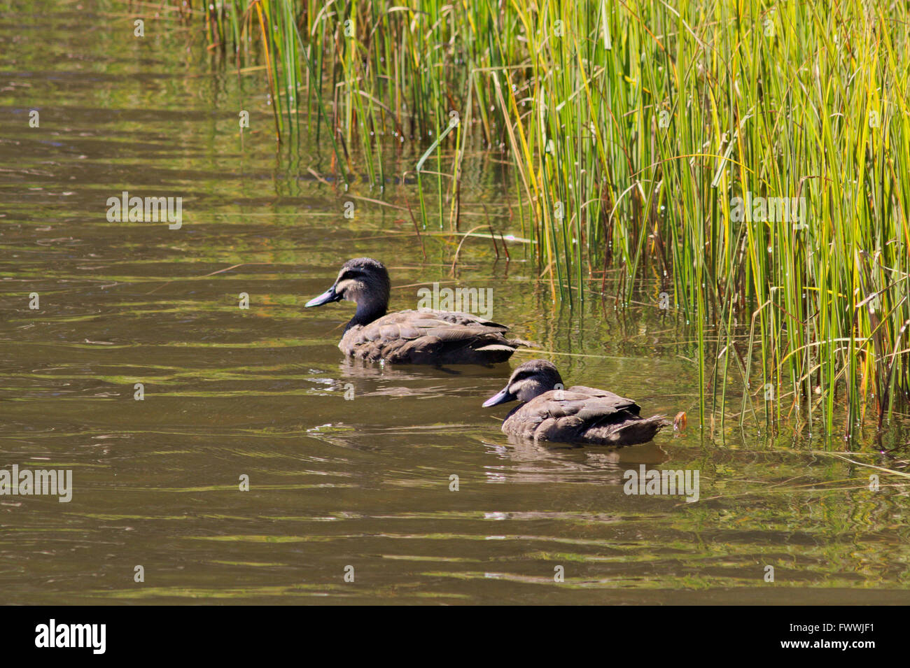 Reed fringed hi-res stock photography and images - Alamy
