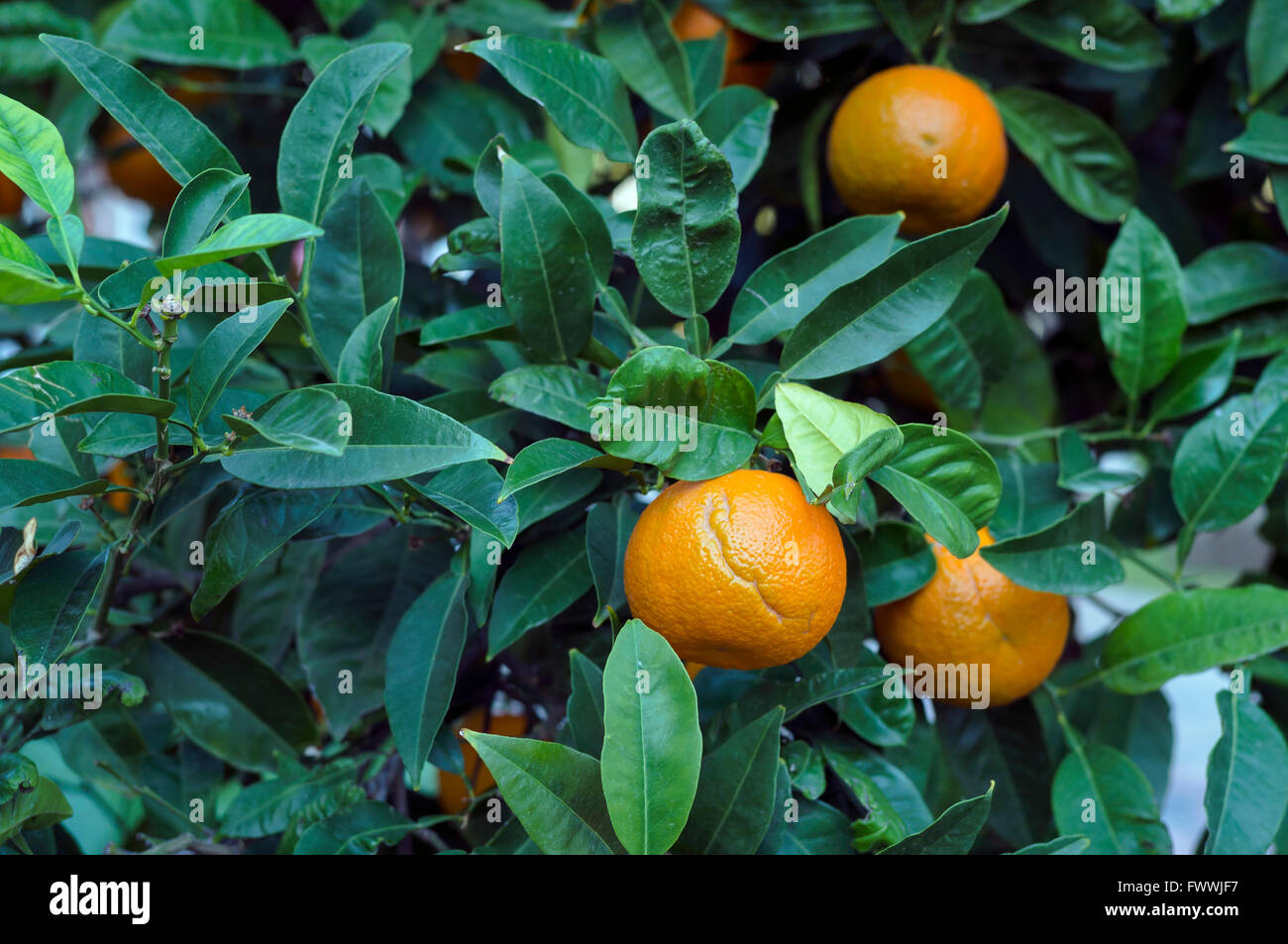 Citrusfrukter hi-res stock photography and images - Alamy