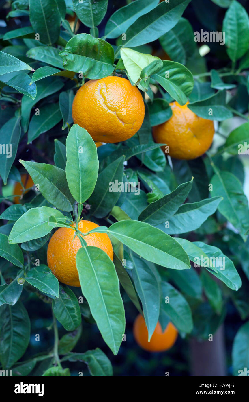 Citrusfrukter hi-res stock photography and images - Alamy