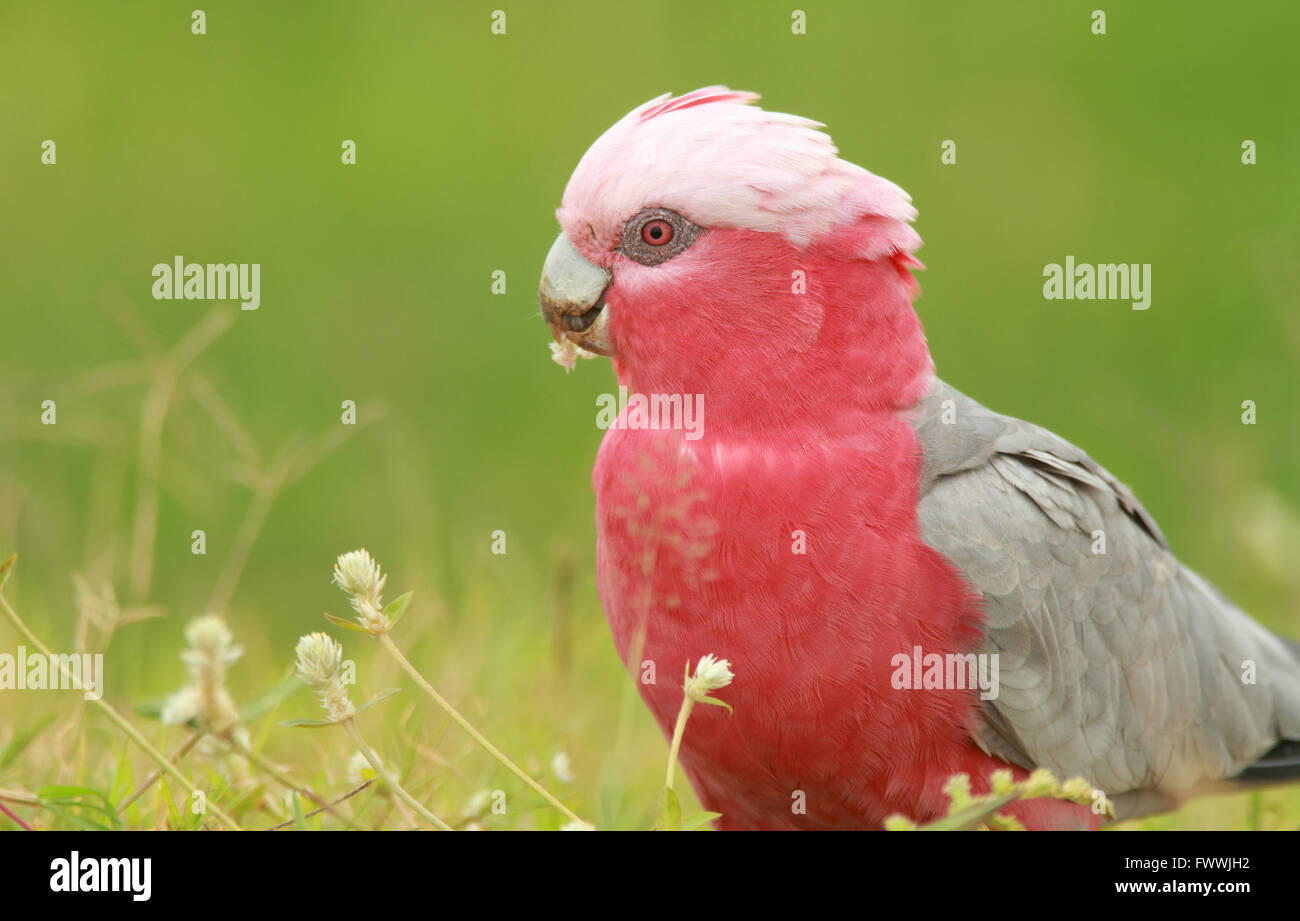 Pink parrot australian galah parrot High Resolution Stock Photography ...