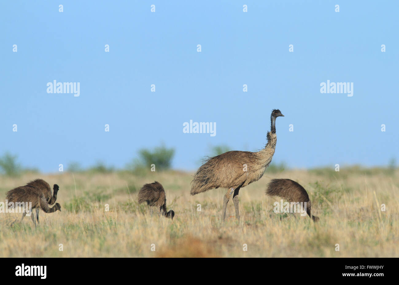 Male emu hi-res stock photography and images - Alamy